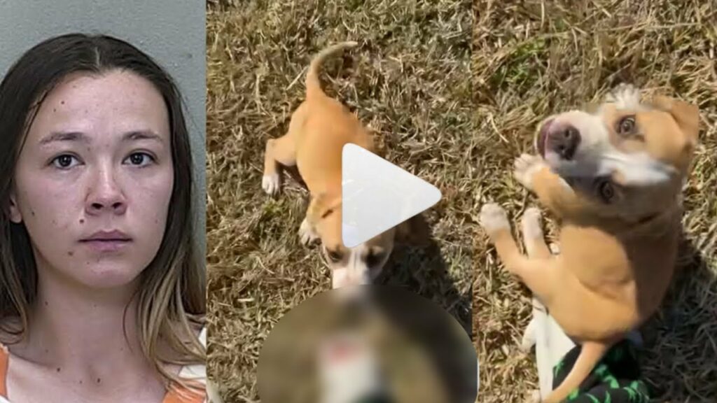 logan guminski dog video